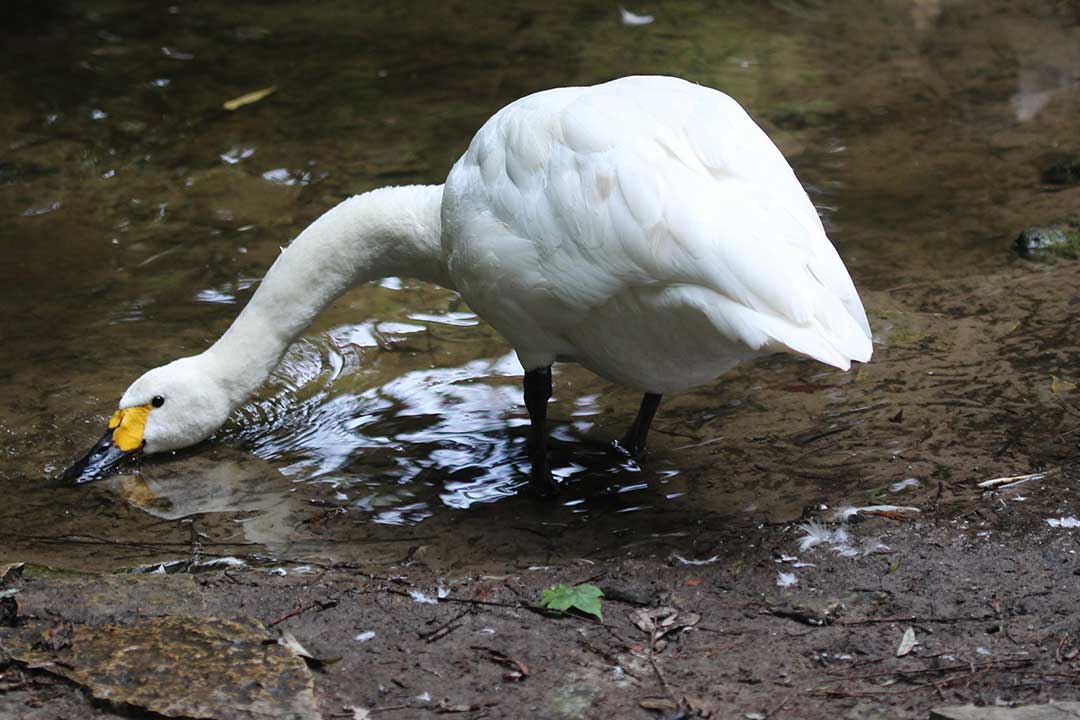 Bewick’s Swan (Cygnus columbianus) - www.birdwords.co.uk