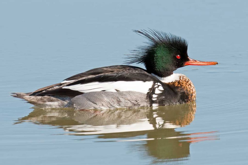 Red-breasted Merganser (Mergus serrator) - www.birdwords.co.uk