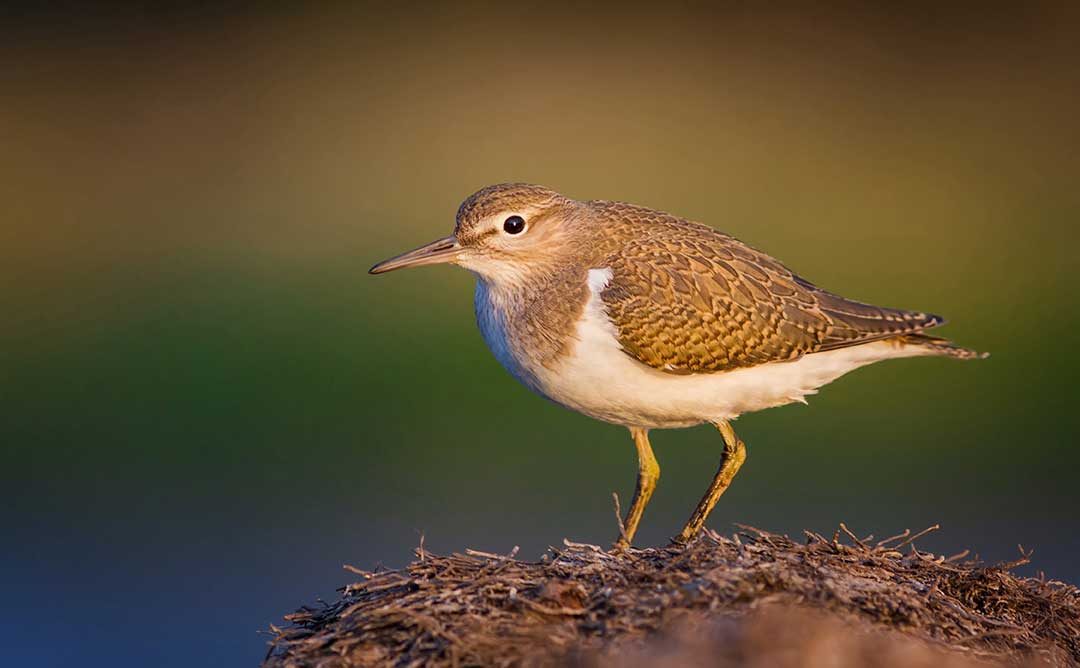 Common Sandpiper (Actitis hypoleucos) - www.birdwords.co.uk