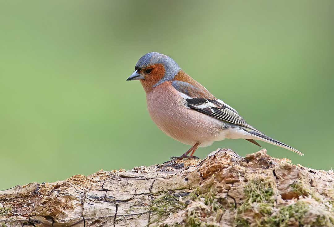 Common Chaffinch (Fringilla coelebs) - www.birdwords.co.uk