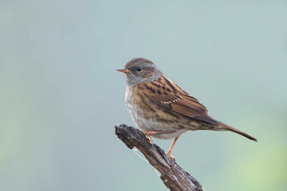 Dunnock (Prunella modularis) - www.birdwords.co.uk