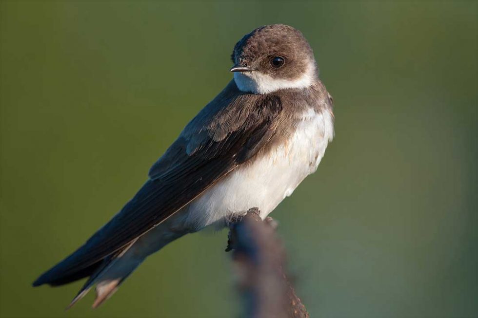 Sand Martin (Riparia riparia) - www.birdwords.co.uk